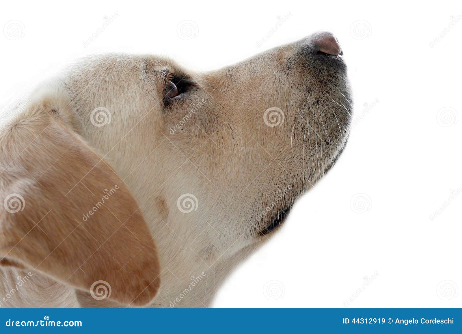 948 Yellow Labrador Looking Up Photos - Free & Royalty-Free Stock ...