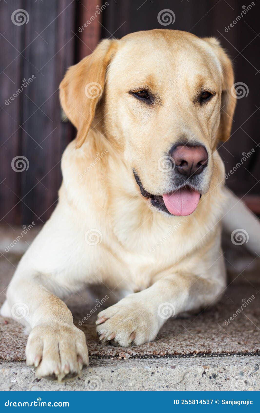 Labrador Dog Lying Down in Front of the House Stock Image - Image of ...