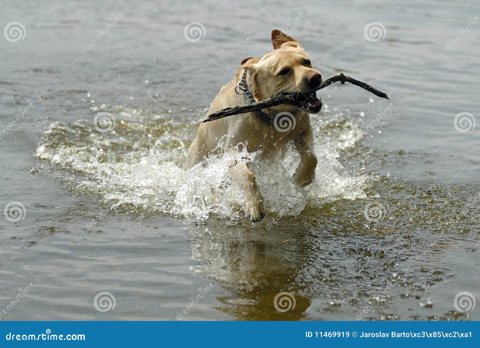 Labrador dog playing stock image. Image of animal, labrador - 11469919