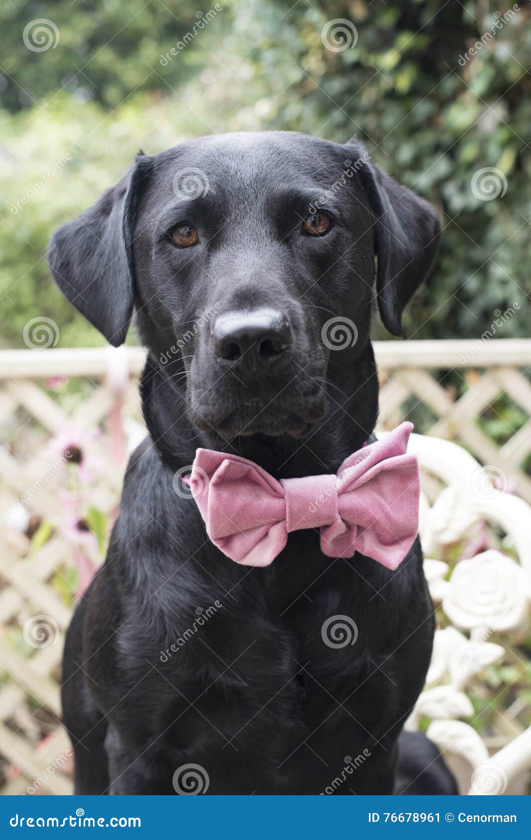 Labrador dog stock image. Image of chocolate, outfit - 76678961