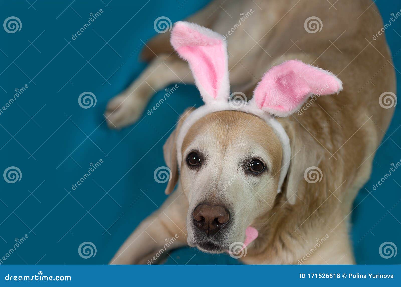 Labrador Dog in a Rabbit Costume on a Blue Background Stock Photo ...