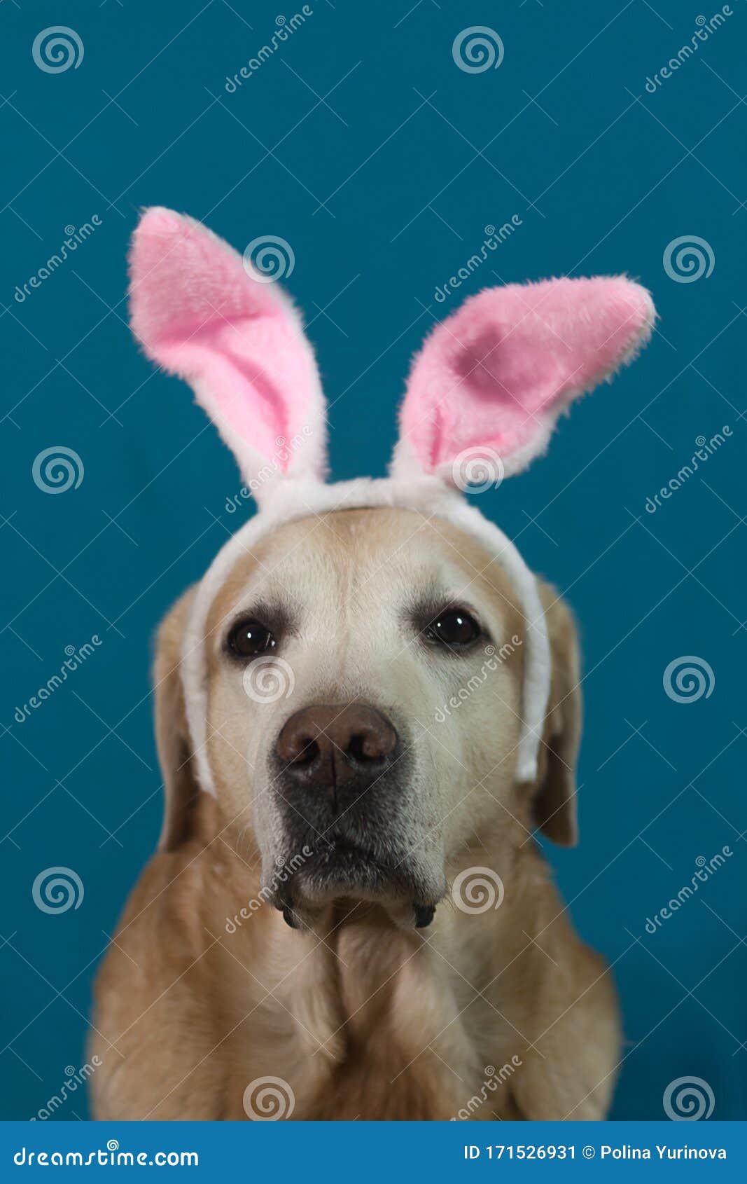 Labrador Dog in a Rabbit Costume on a Blue Background Stock Image ...