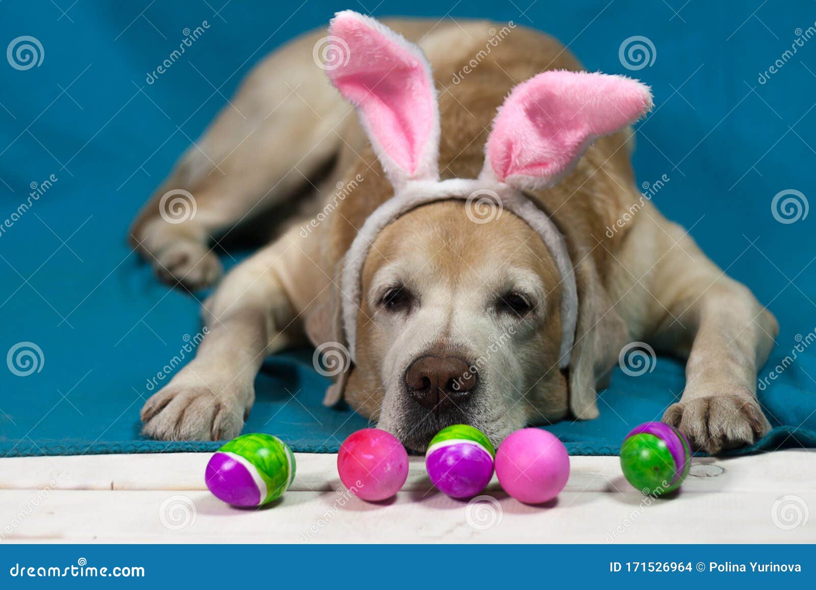 Labrador Dog in a Rabbit Costume on a Blue Background with Colorful ...