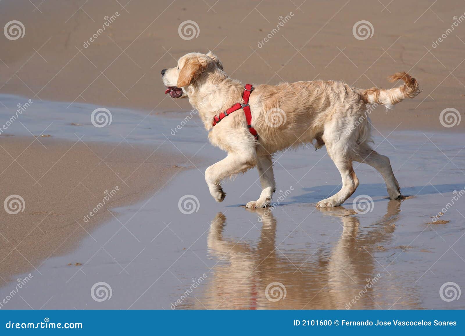 Labrador dog with reflex stock photo. Image of rest, mascot - 2101600