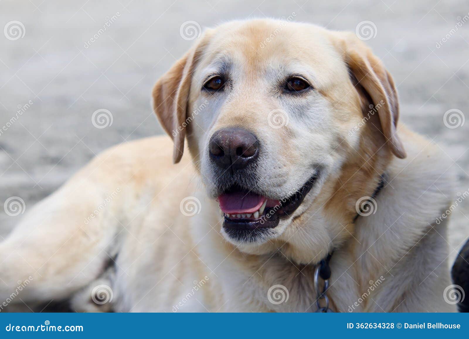 Labrador Dog Resting on the Sand Stock Photo - Image of terrier, nose ...