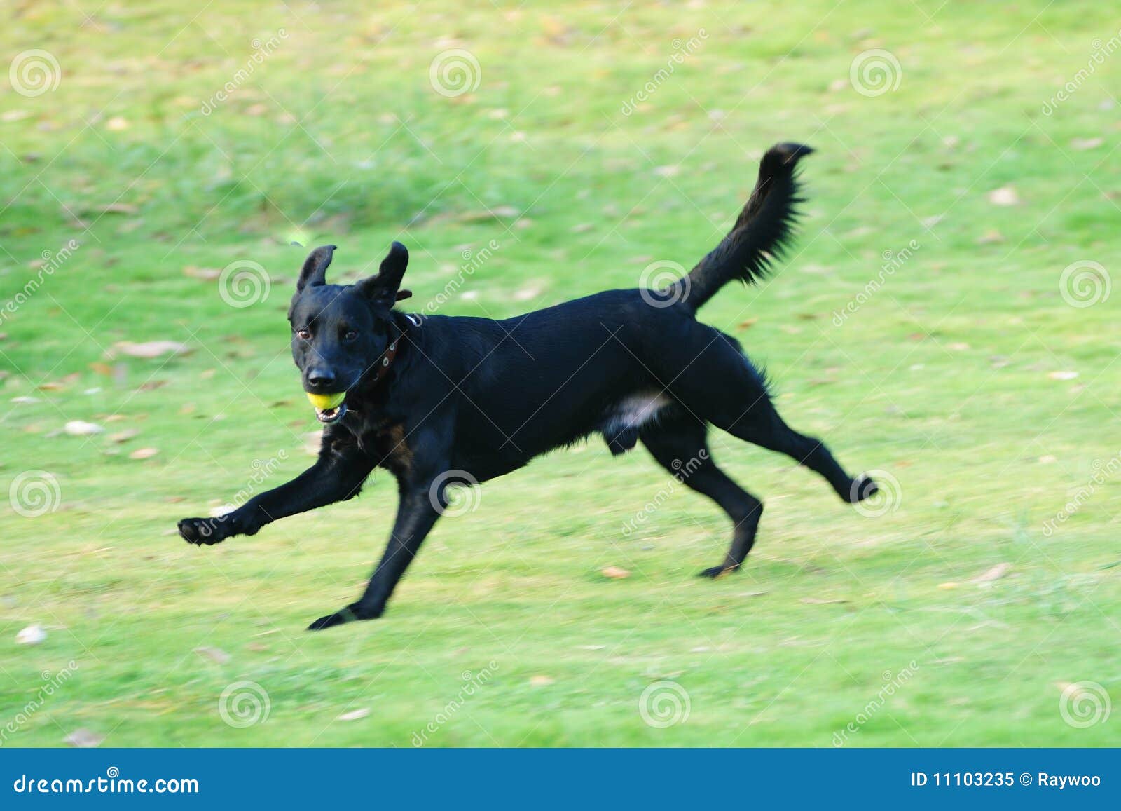 Labrador dog running stock image. Image of purebred, companion - 11103235