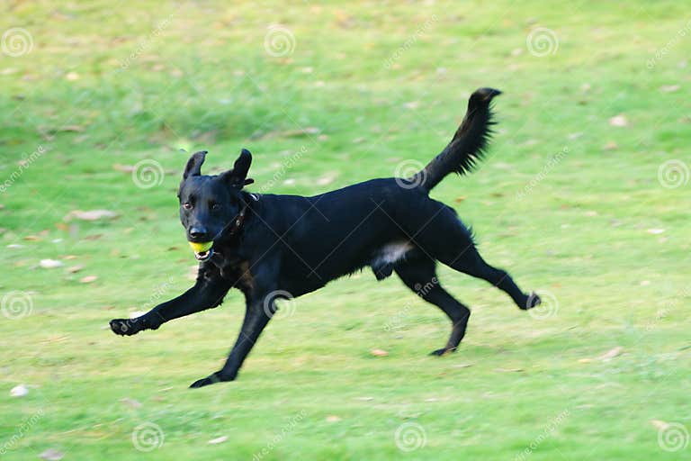 Labrador dog running stock image. Image of purebred, companion - 11103235