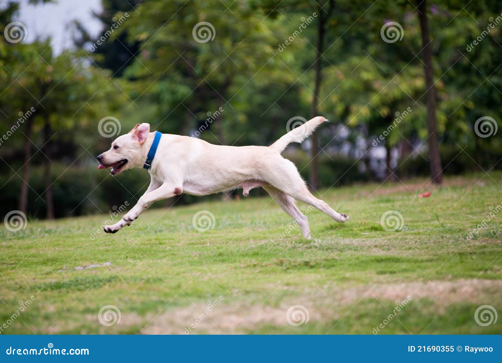 Labrador dog running stock image. Image of pure, puppy - 21690355
