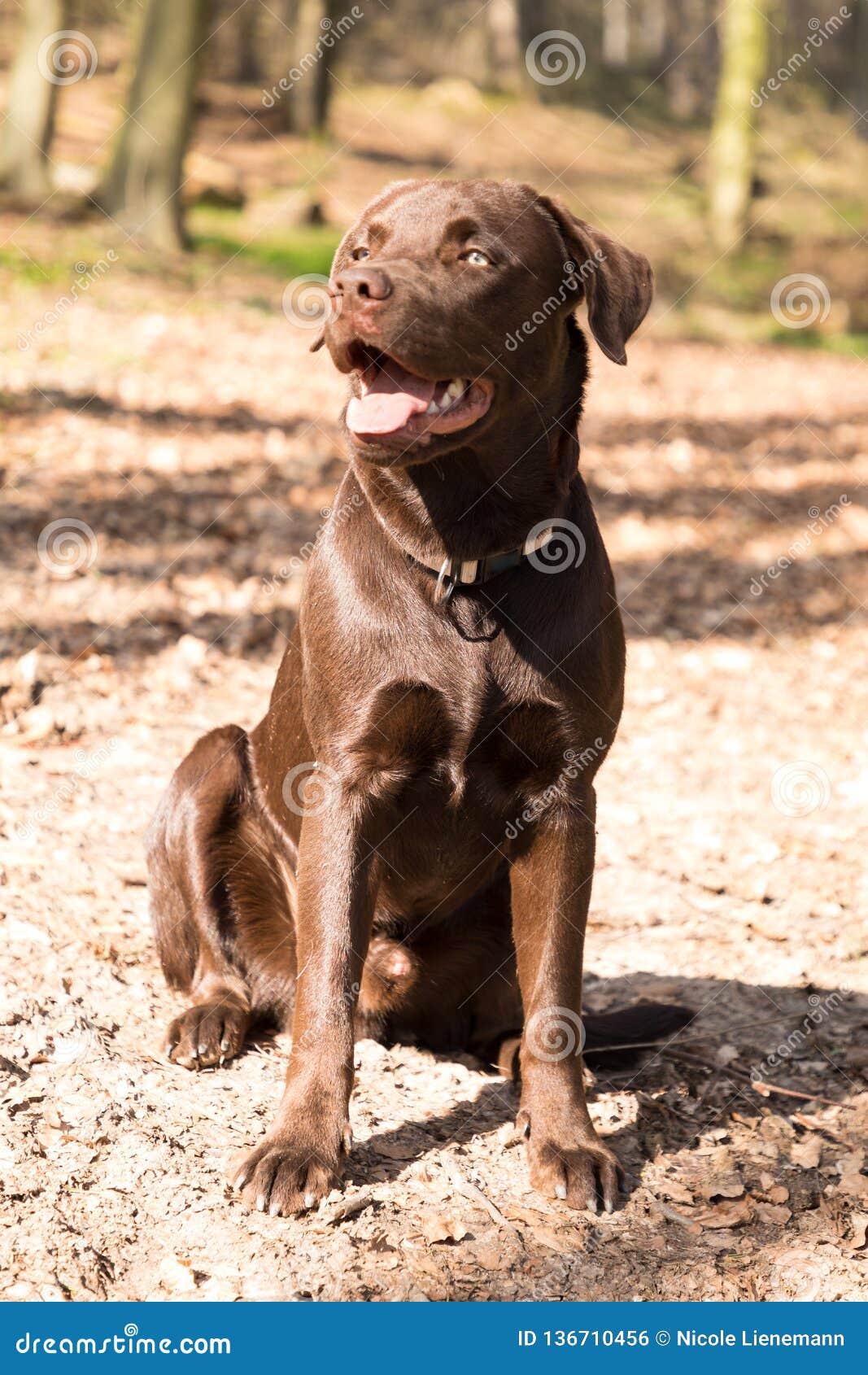 Labrador Sitting in the Sun in a Forest Stock Photo - Image of walk ...