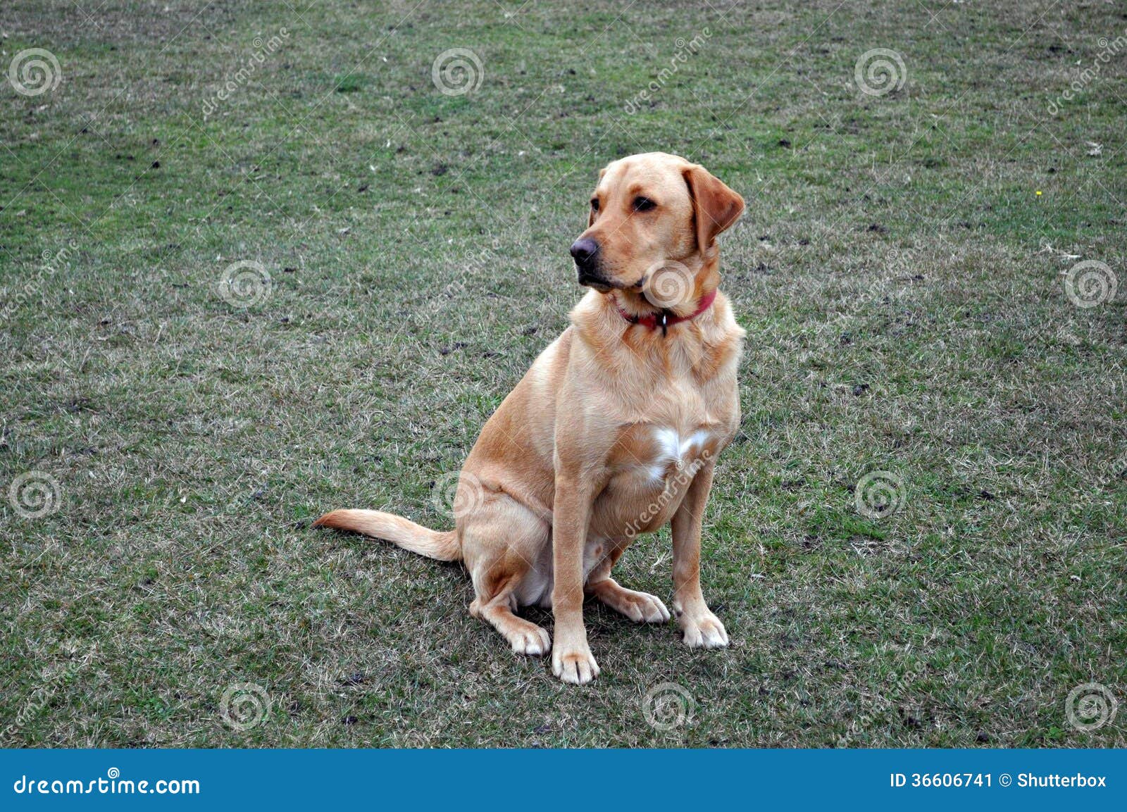 Labrador Dog Sitting in Field Stock Image - Image of health, breed ...