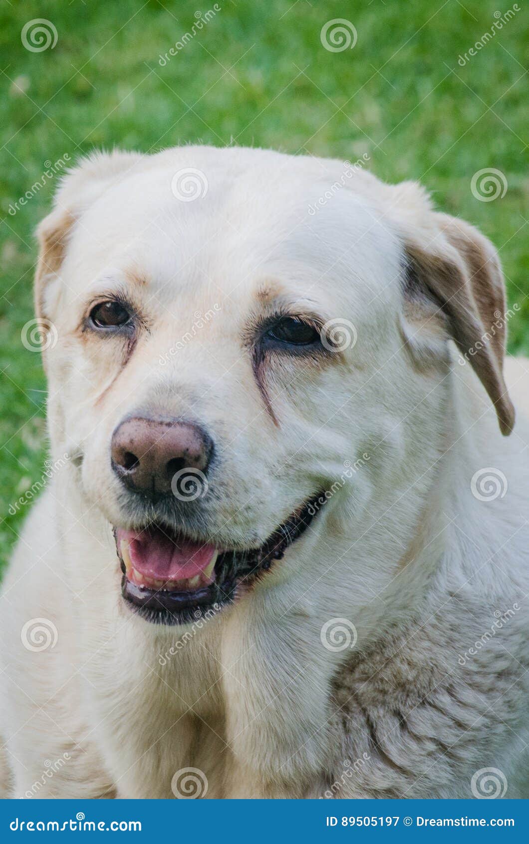 Labrador stock image. Image of cream, eyes, playing, outside - 89505197