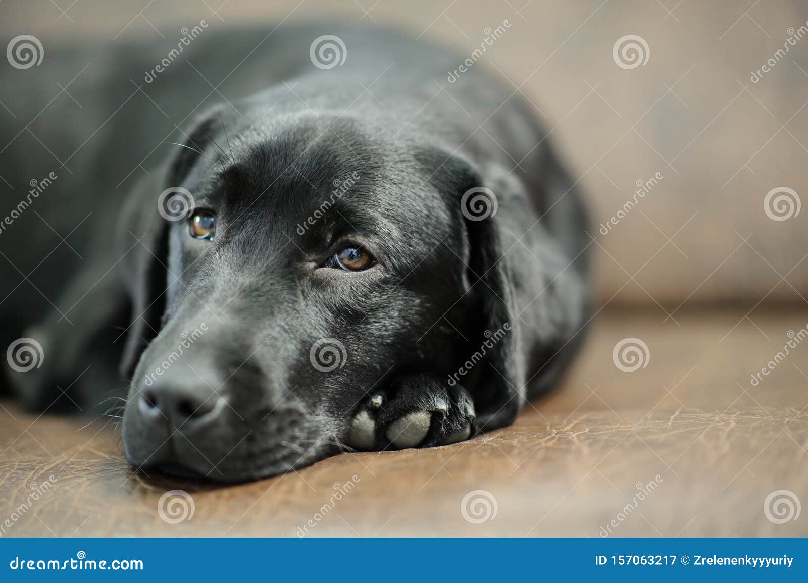 Labrador dog on sofa stock image. Image of labrador - 157063217