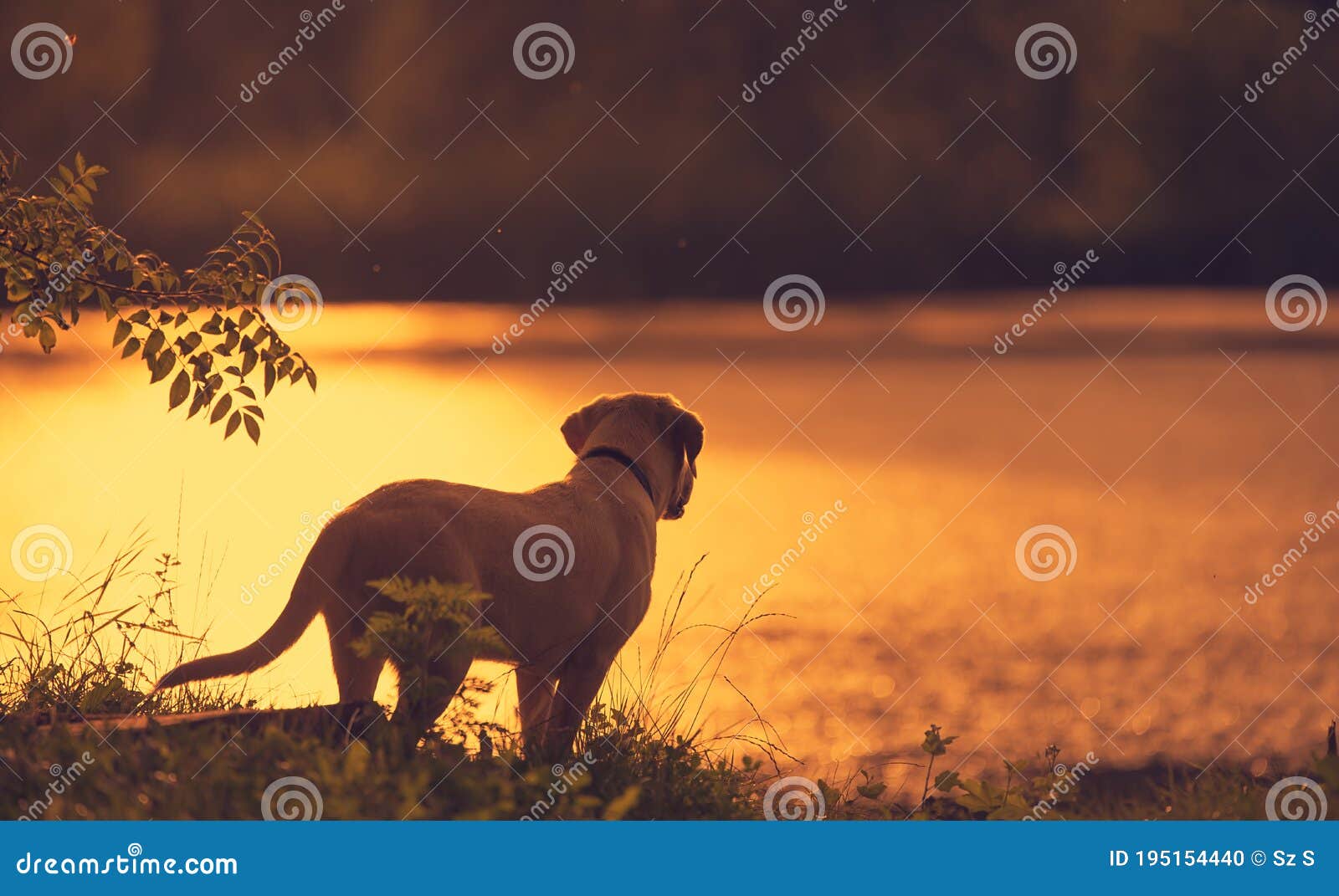 Labrador dog at sunset stock photo. Image of puppy, cute - 195154440