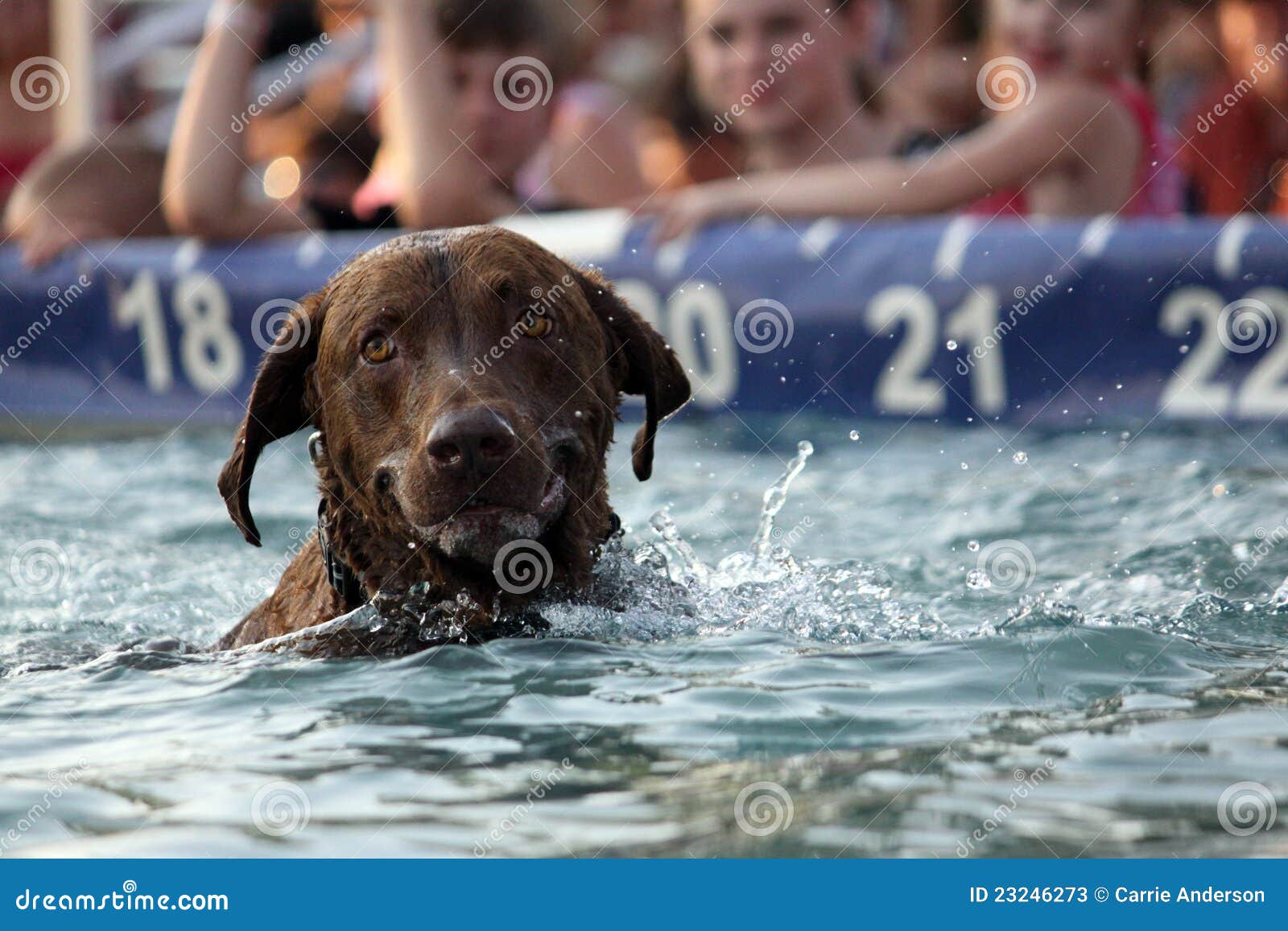 Labrador Dog Swimming stock image. Image of action, chocolate - 23246273