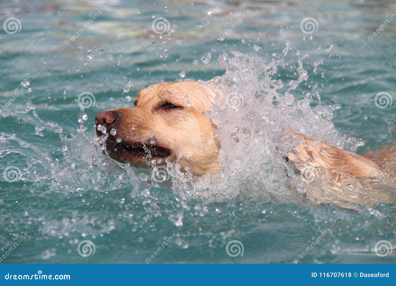 Labrador Dog Swimming. stock photo. Image of animal - 116707618