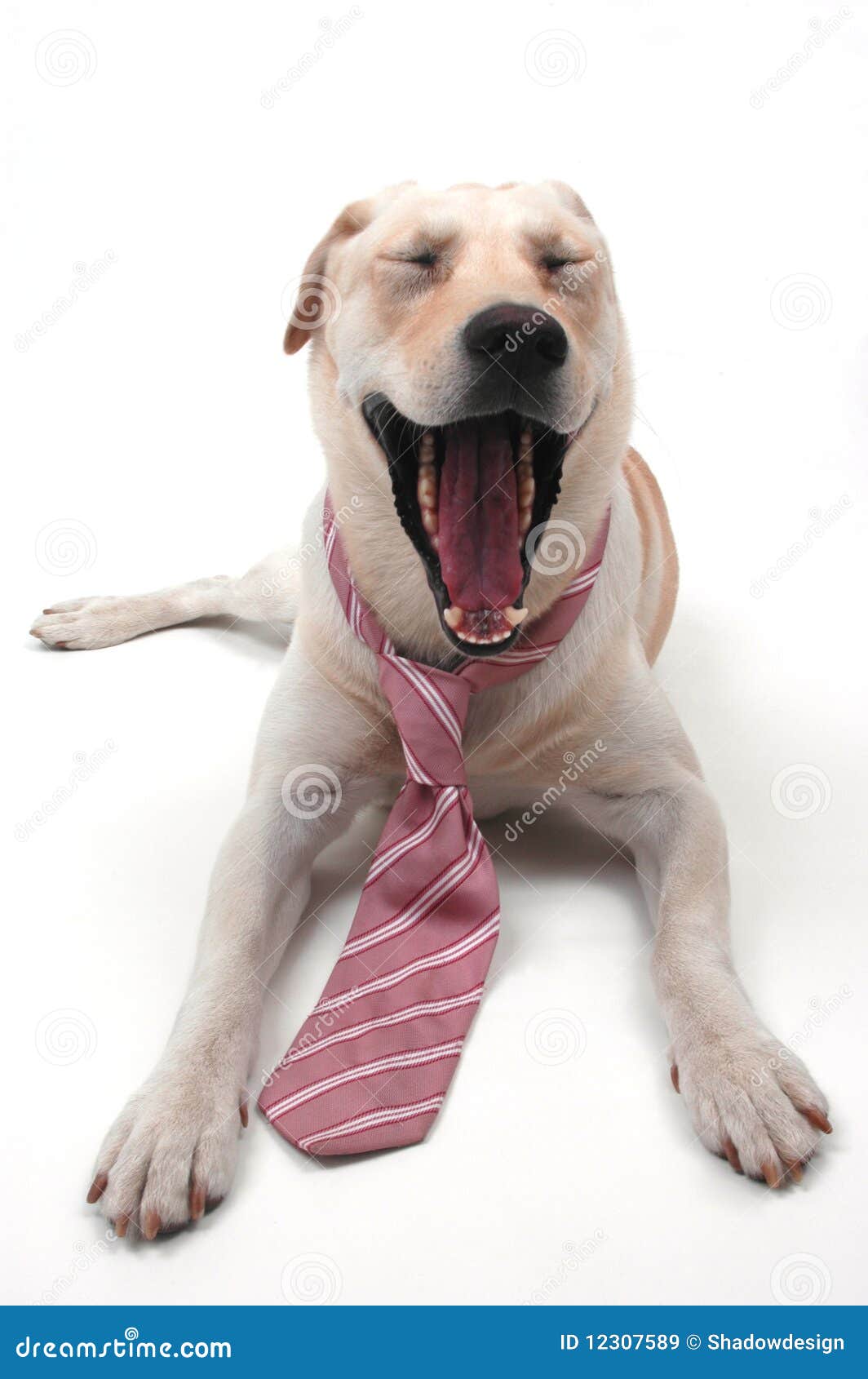 Labrador dog with tie stock image. Image of dressed, loyalty - 12307589