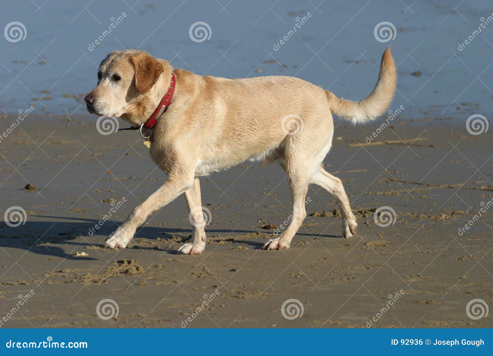How Long To Walk Labrador