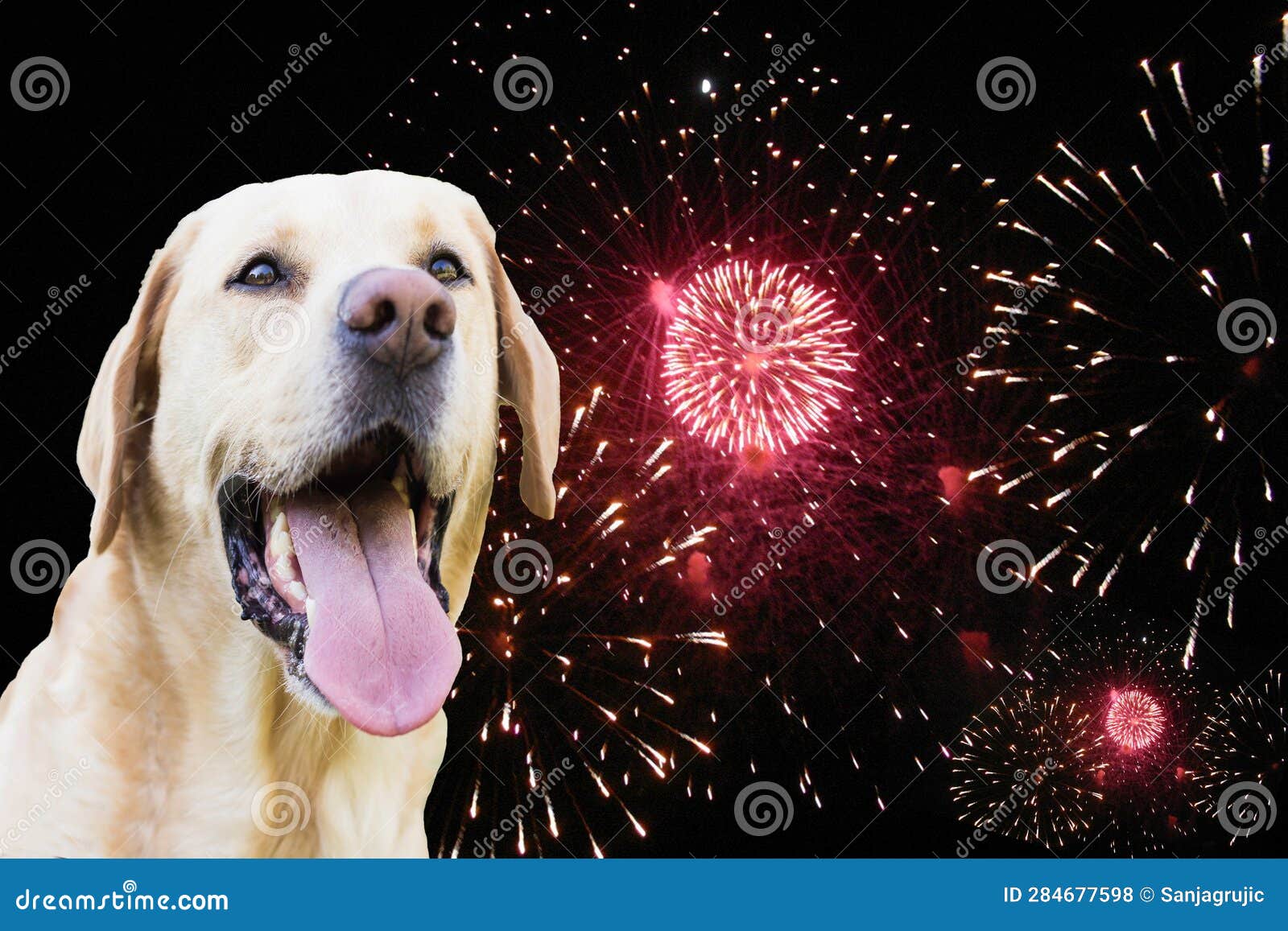 Labrador Dog Watching the Fireworks Stock Photo - Image of year ...