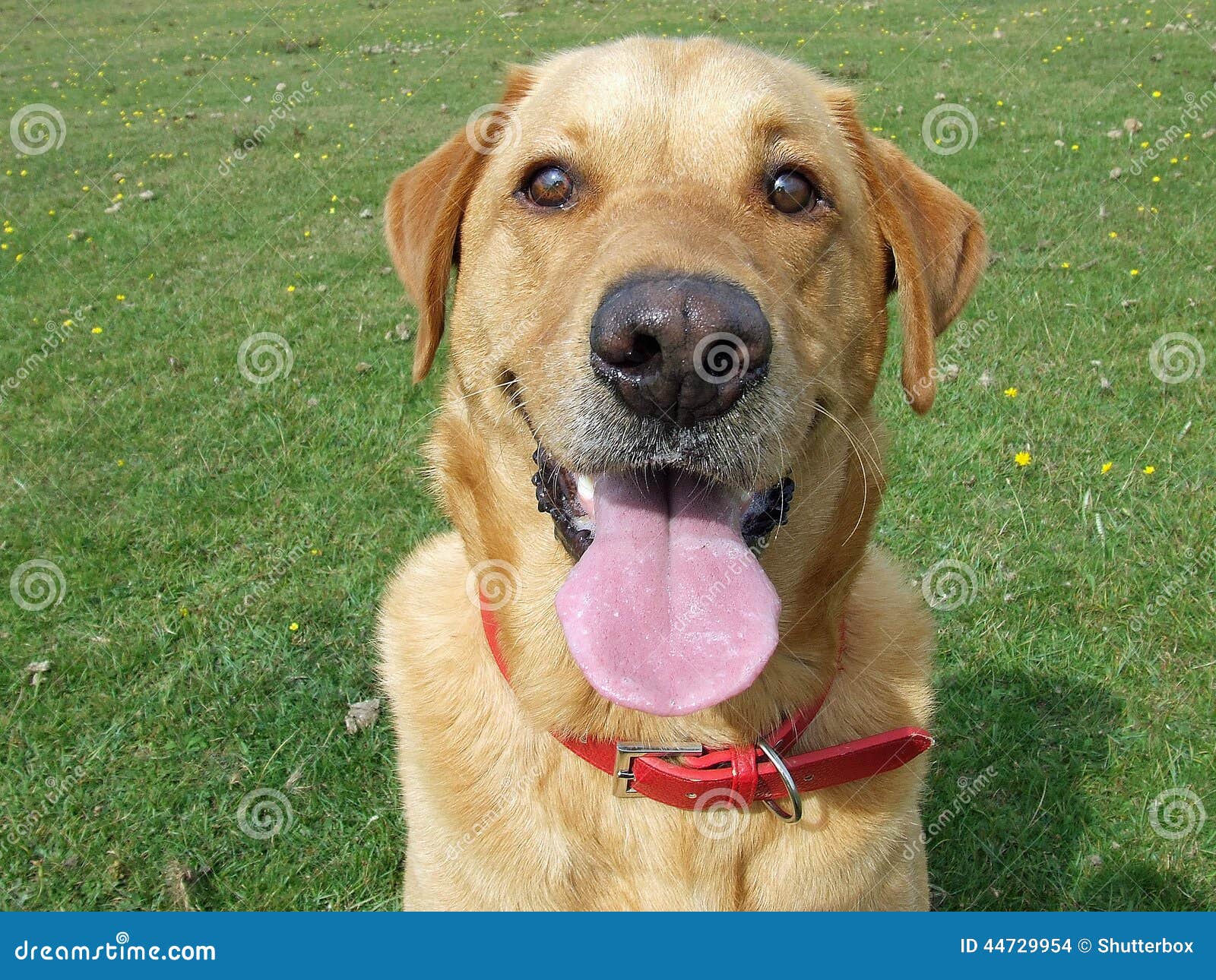 Labrador Dogs Awaiting a Command Stock Photo - Image of forward ...