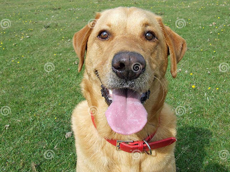 Labrador Dogs Awaiting a Command Stock Photo - Image of forward ...