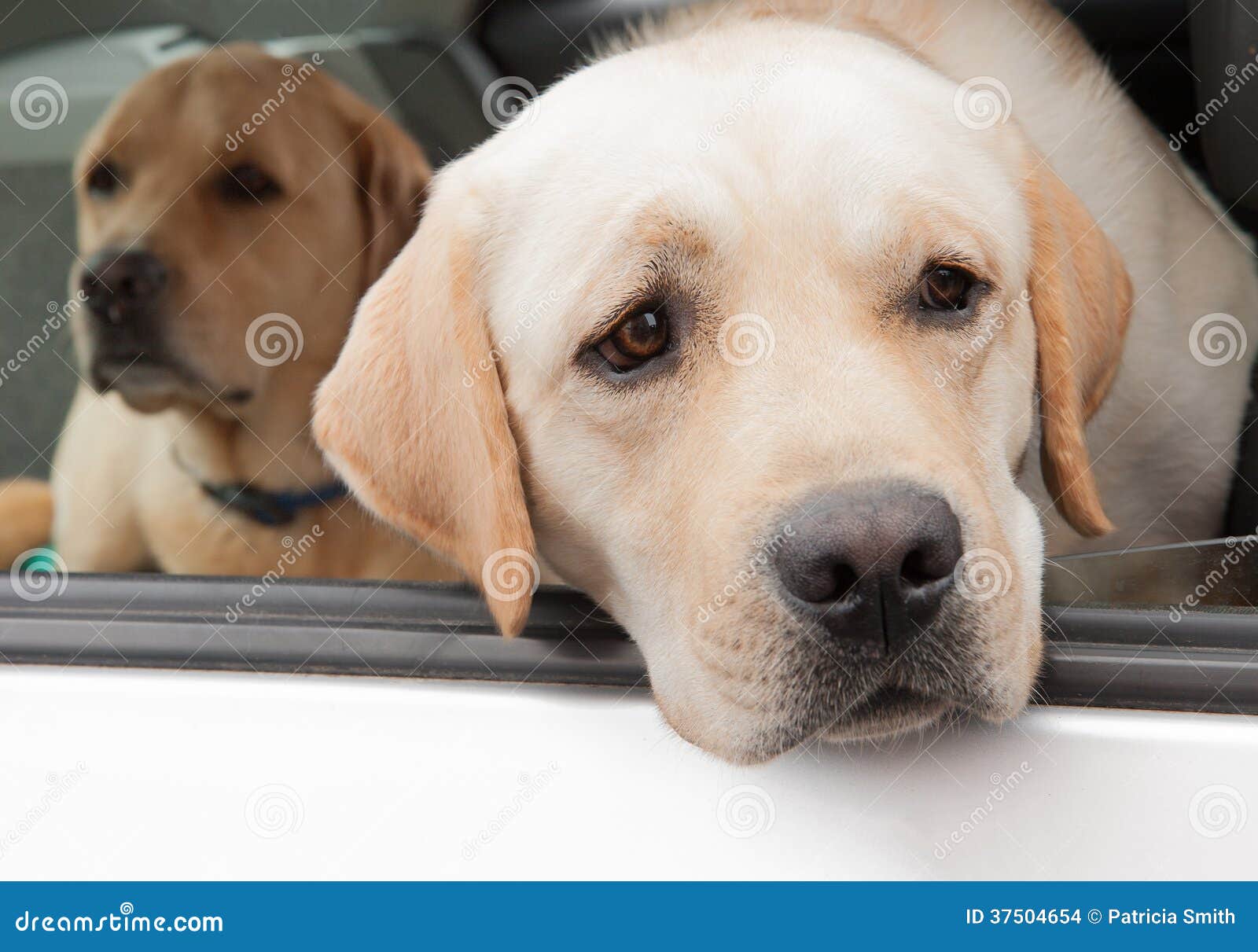 Labrador dogs in car stock photo. Image of beige, pets - 37504654