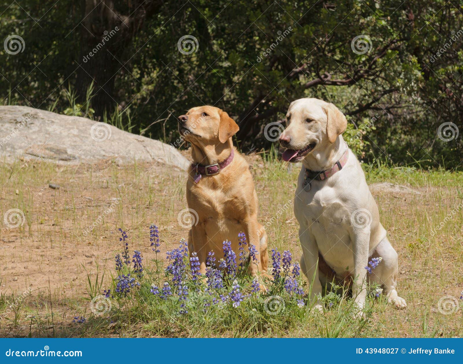 Labrador dogs stock image. Image of water, white, outside - 43948027