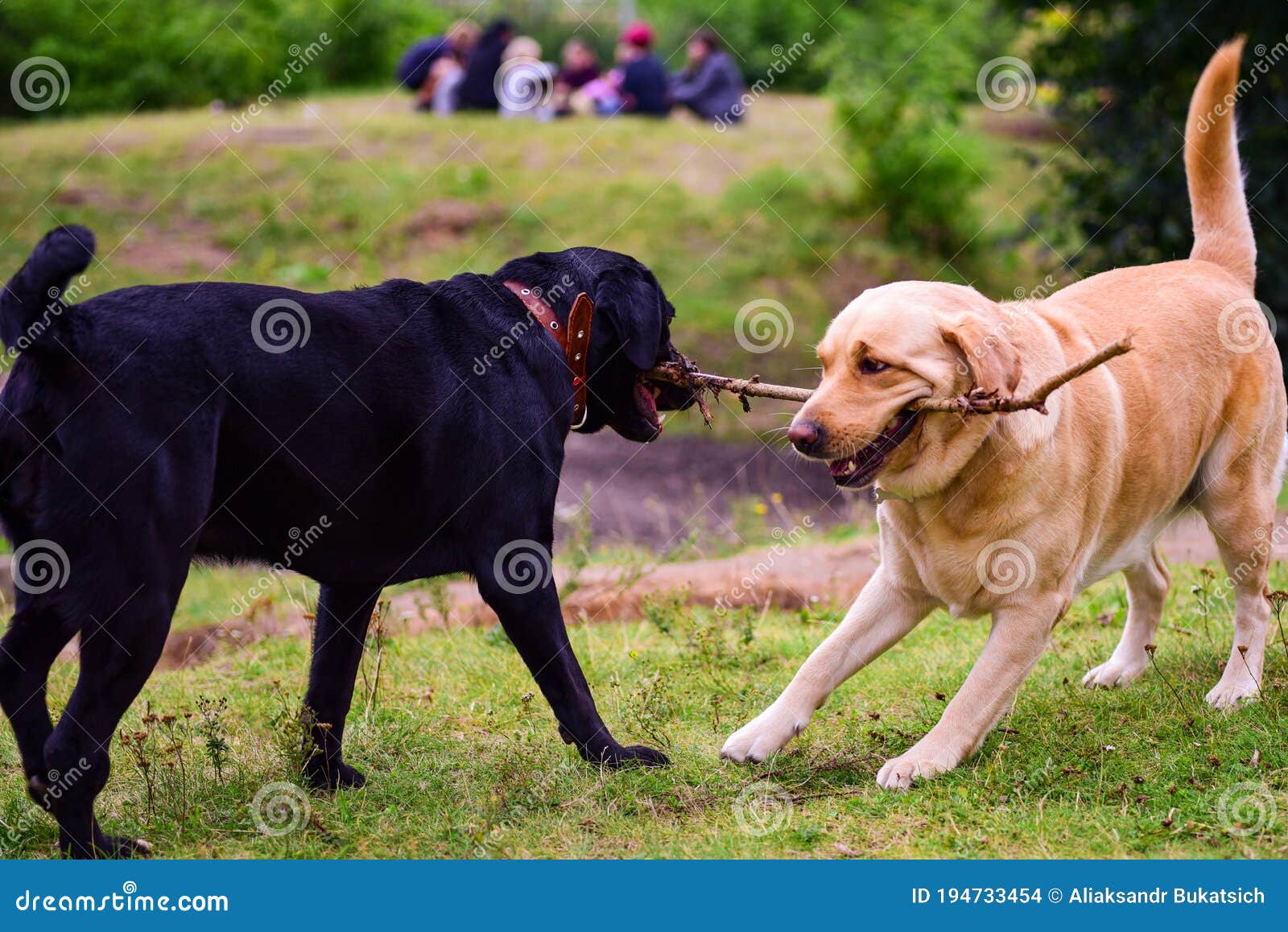 Labrador Dogs Playing with a Stick Stock Photo - Image of retriever ...