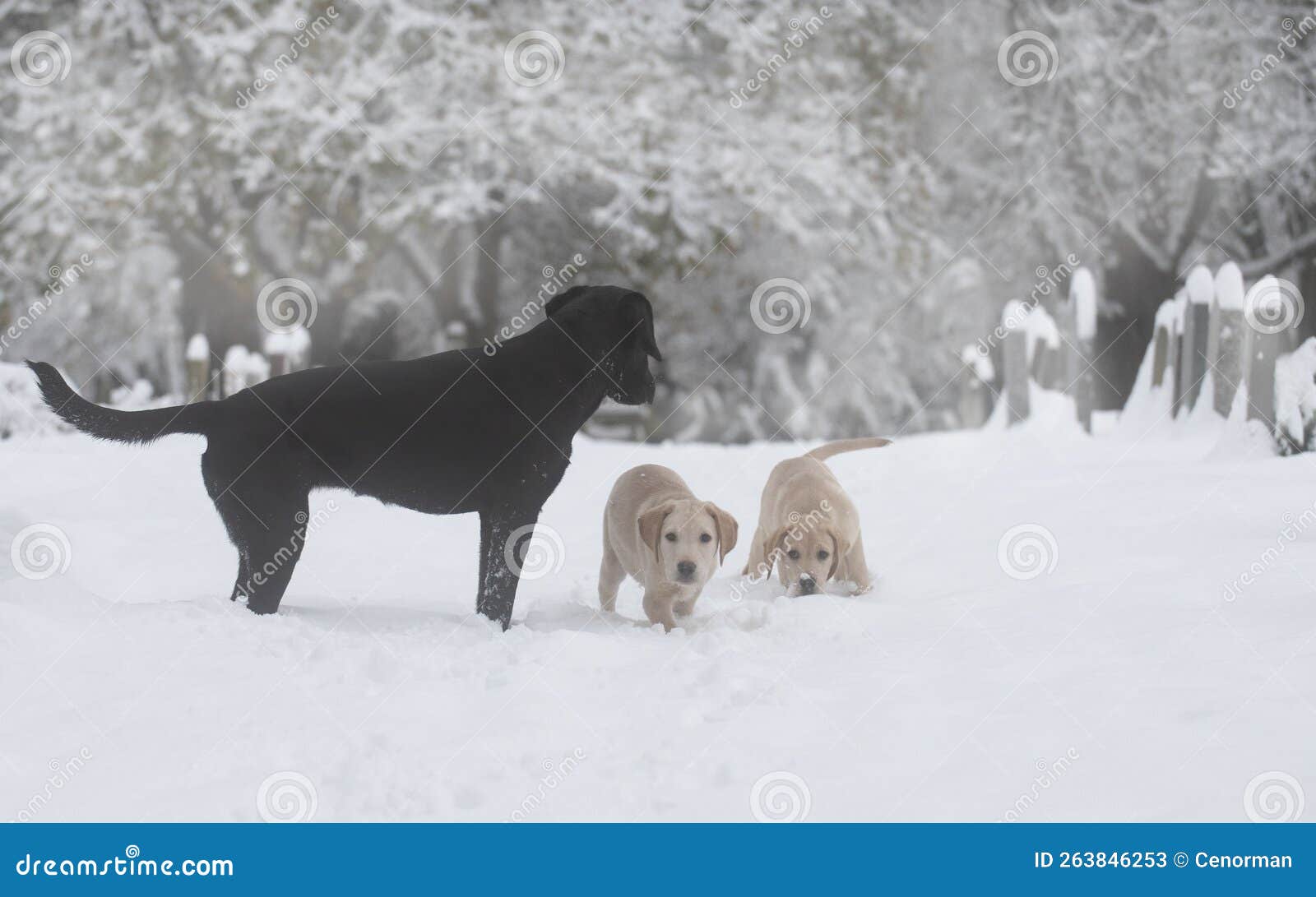 Labrador dogs in the snow stock image. Image of snow - 263846253