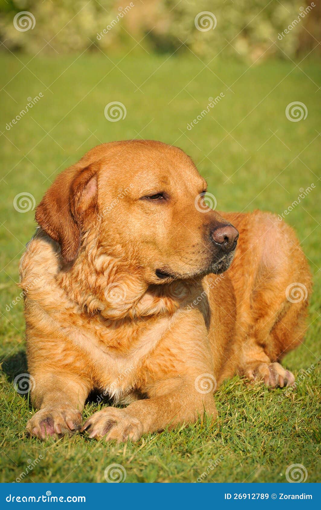 Labrador dourado imagem de stock. Imagem de paisagem - 26912789