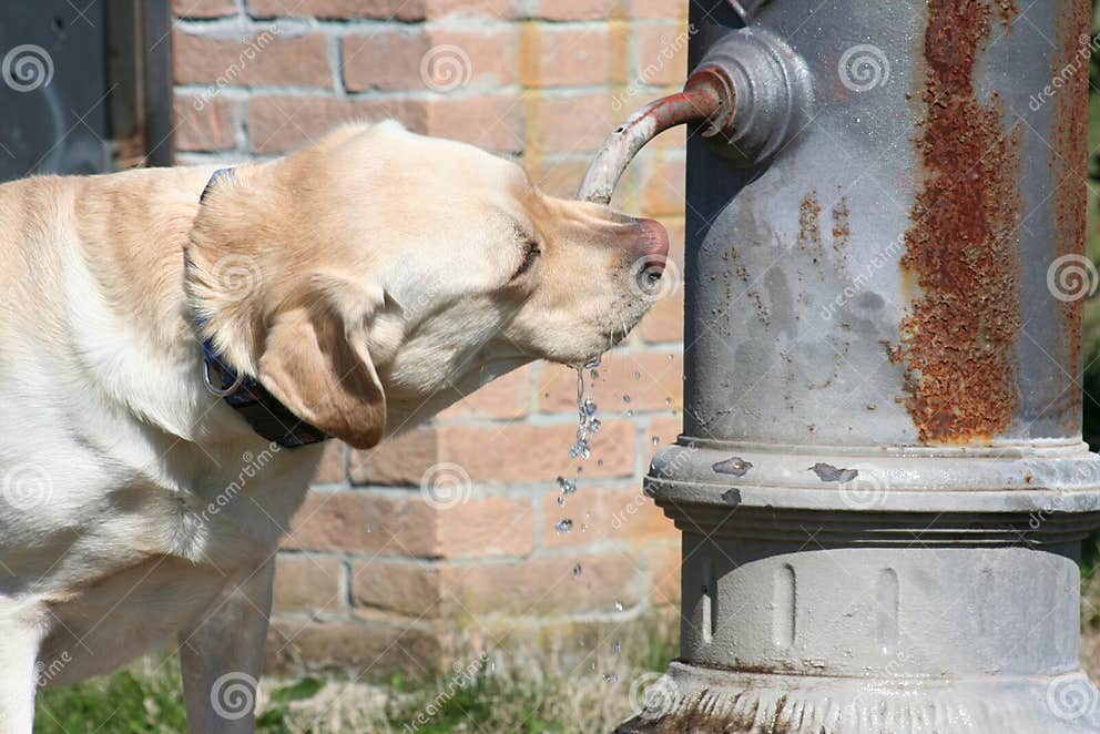 Labrador Drinking / Standpipe Stock Image - Image of fields, mammal: 575619