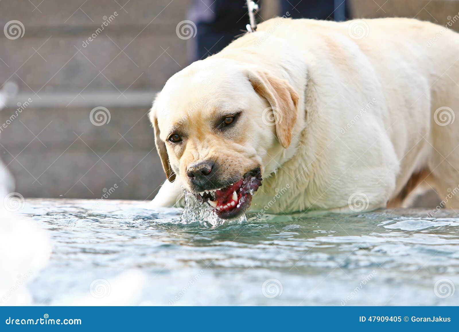 Labrador drinking water stock image. Image of golden - 47909405