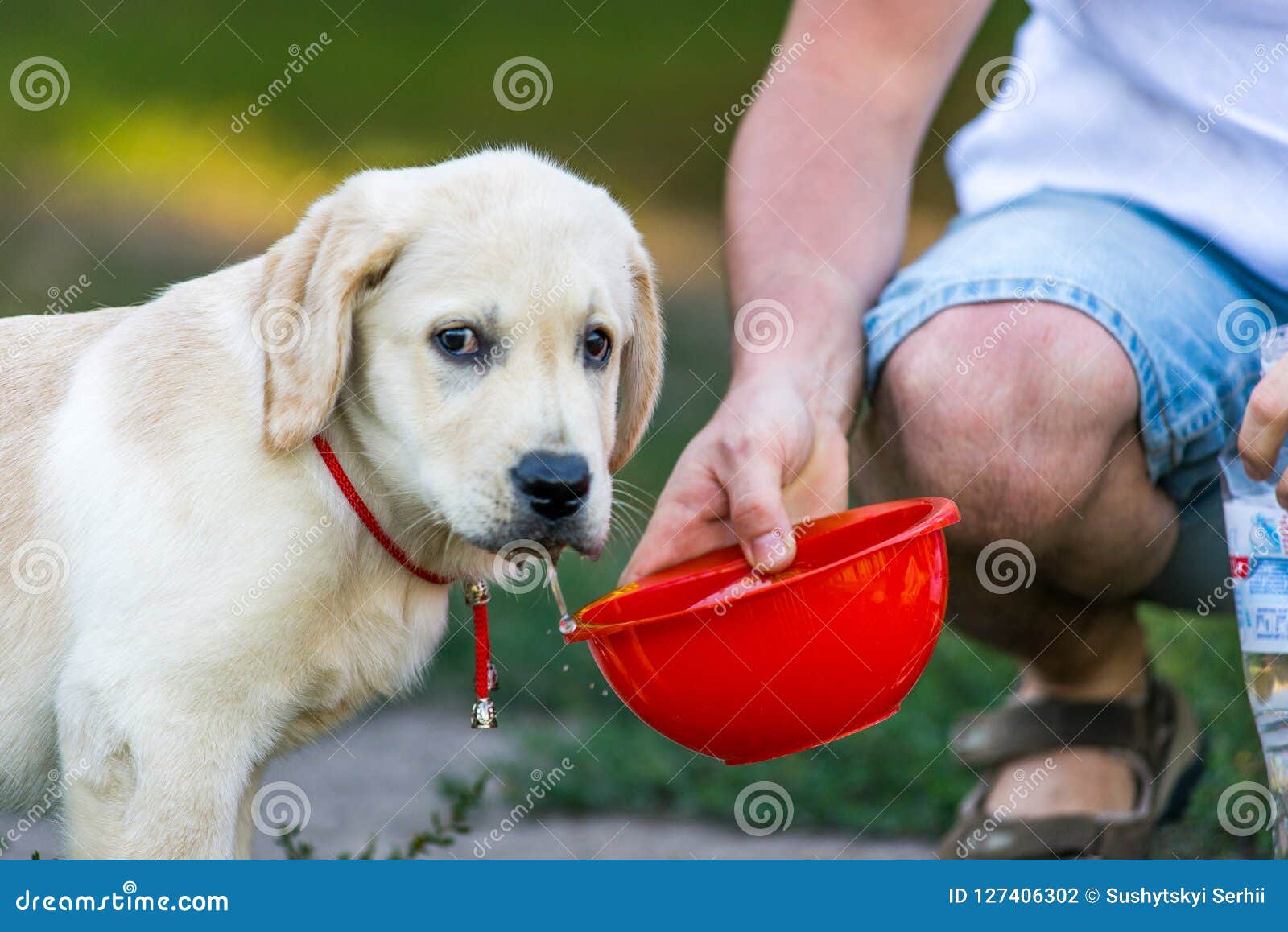 Labrador drinking water. stock photo. Image of hand - 127406302
