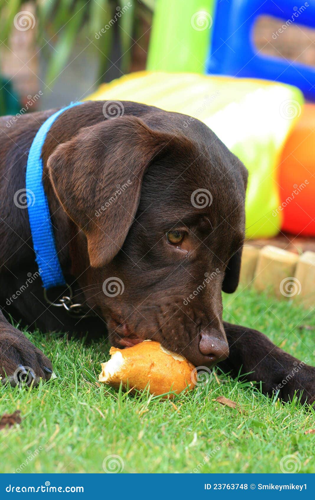 Labrador eating a potato stock photo. Image of eating - 23763748