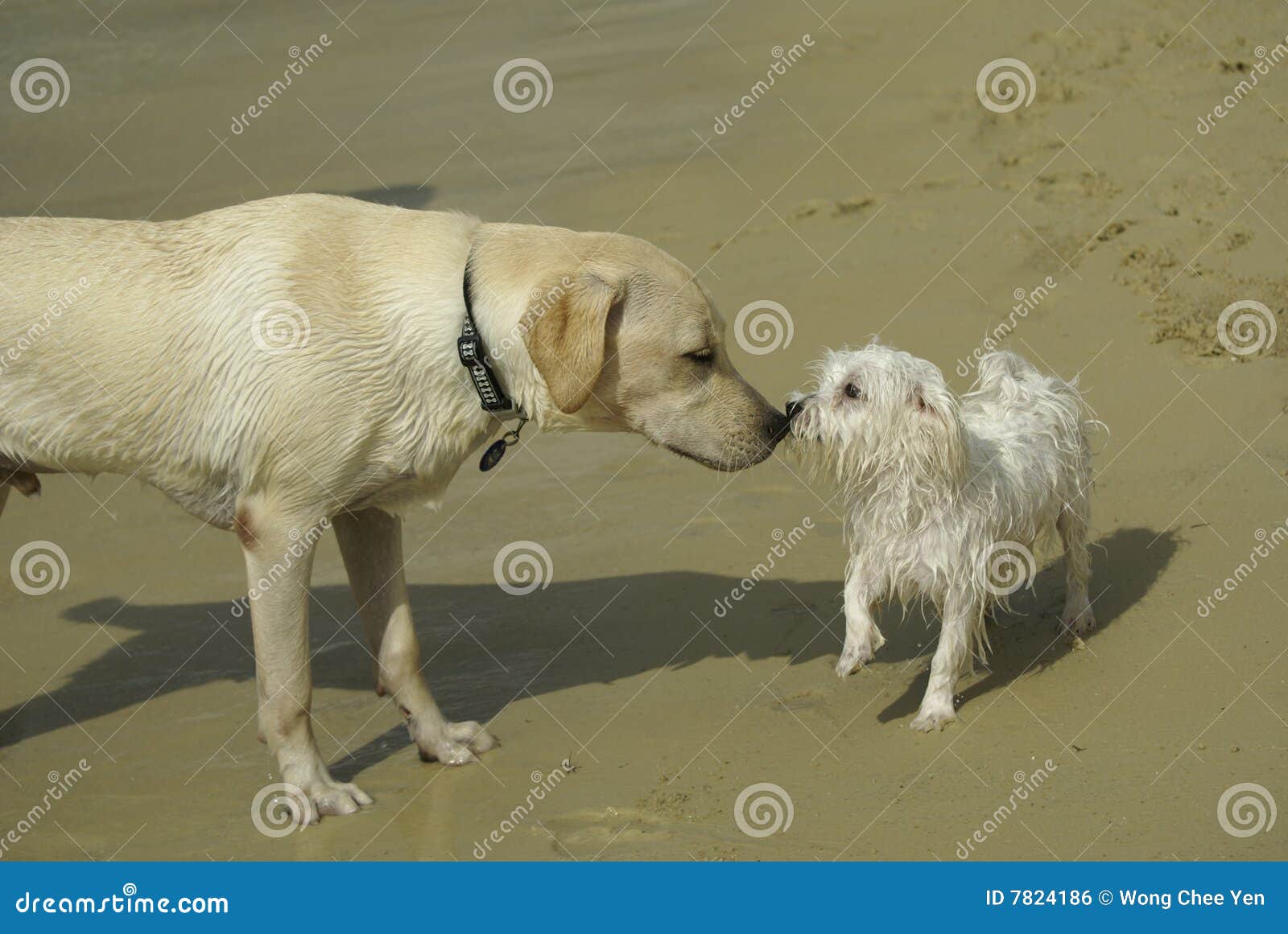 Labrador en Maltese hond stock foto. Image of hond, kust - 7824186