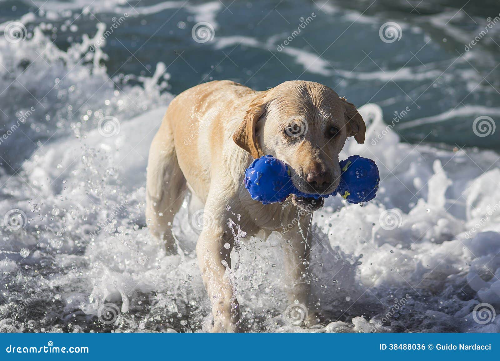 Labrador en mer photo stock. Image du chemin, labrador - 38488036