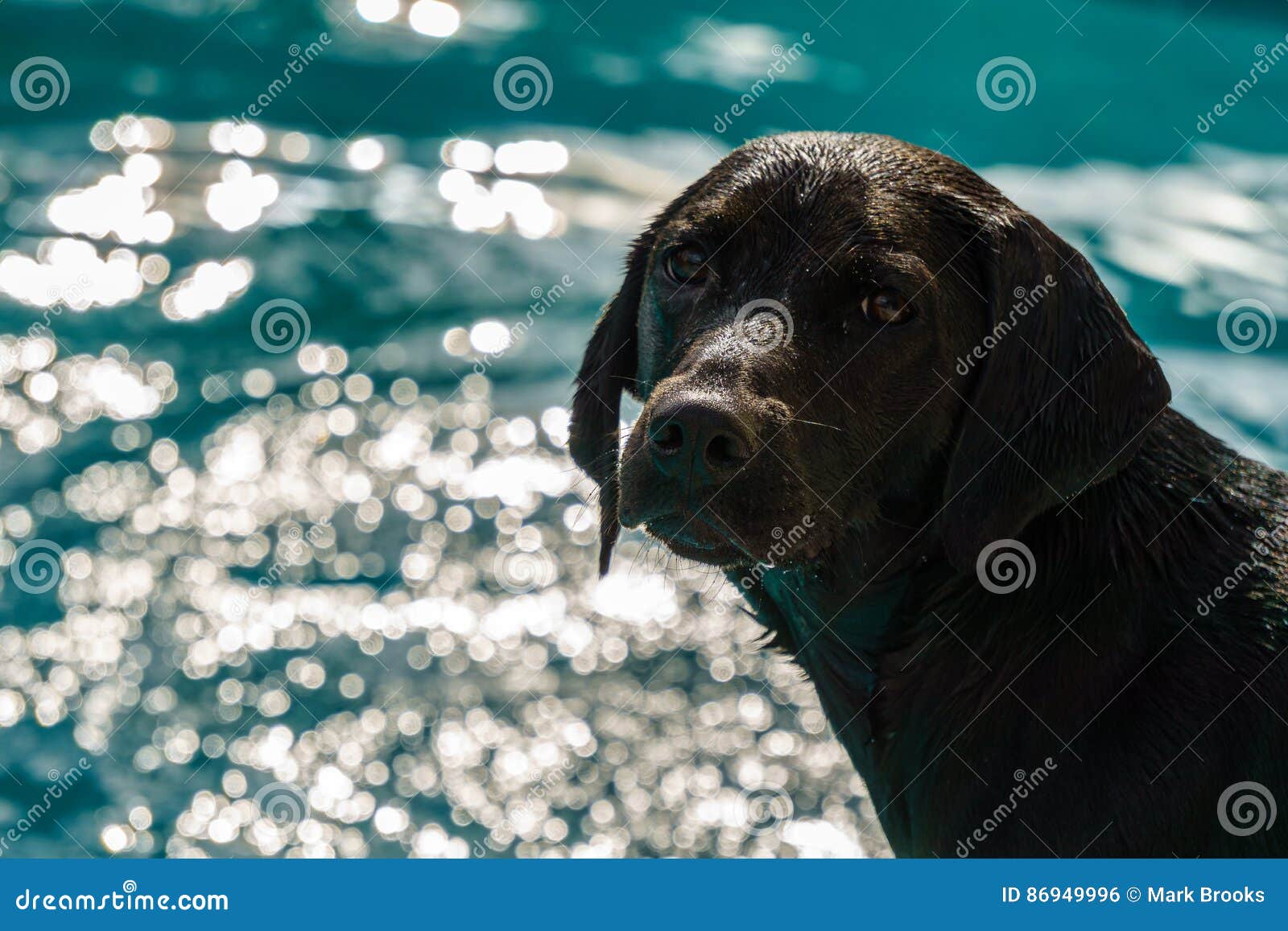 Black Labrador Dog Excited To Swim in the Pool Stock Photo - Image of ...
