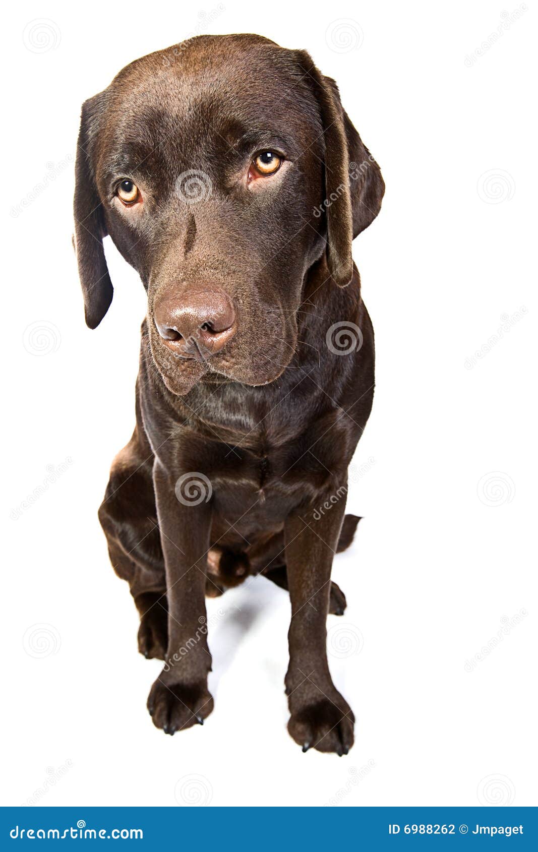 Labrador Eyed triste foto de archivo. Imagen de abajo - 6988262