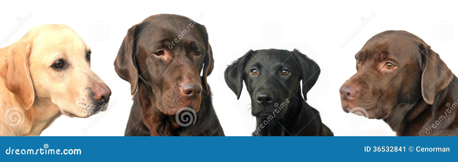 Labrador family stock image. Image of family, four, labrador - 36532841