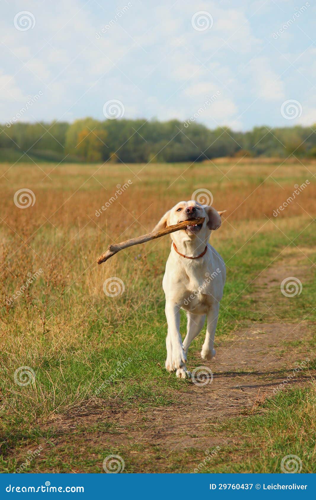 Labrador with Big Stick in the Mouth Stock Image - Image of jump, play ...