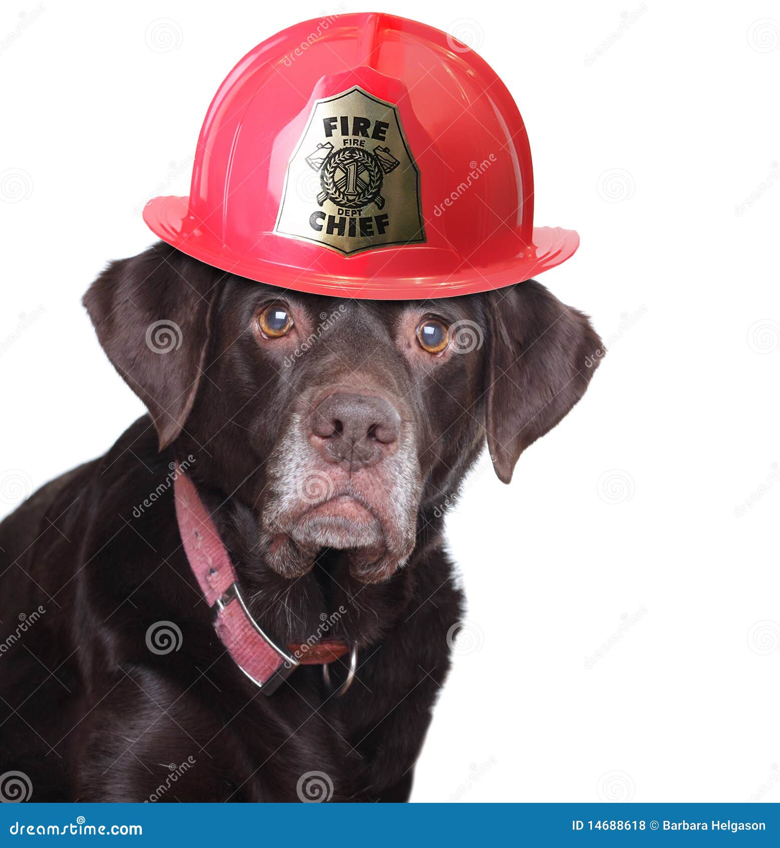 Labrador firefighter stock photo. Image of portrait, space - 14688618