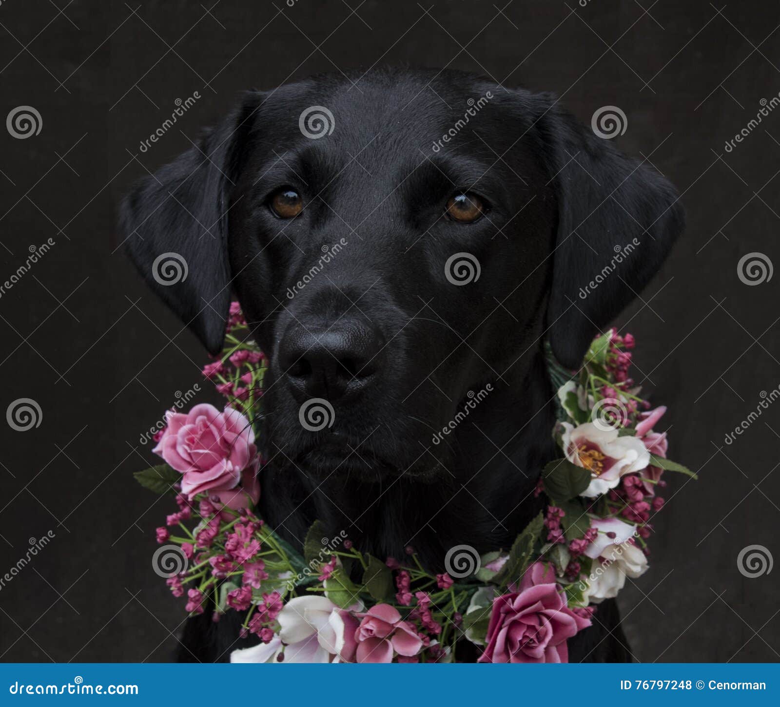 Labrador in Flower Crown Collar Stock Photo - Image of floral, dream ...