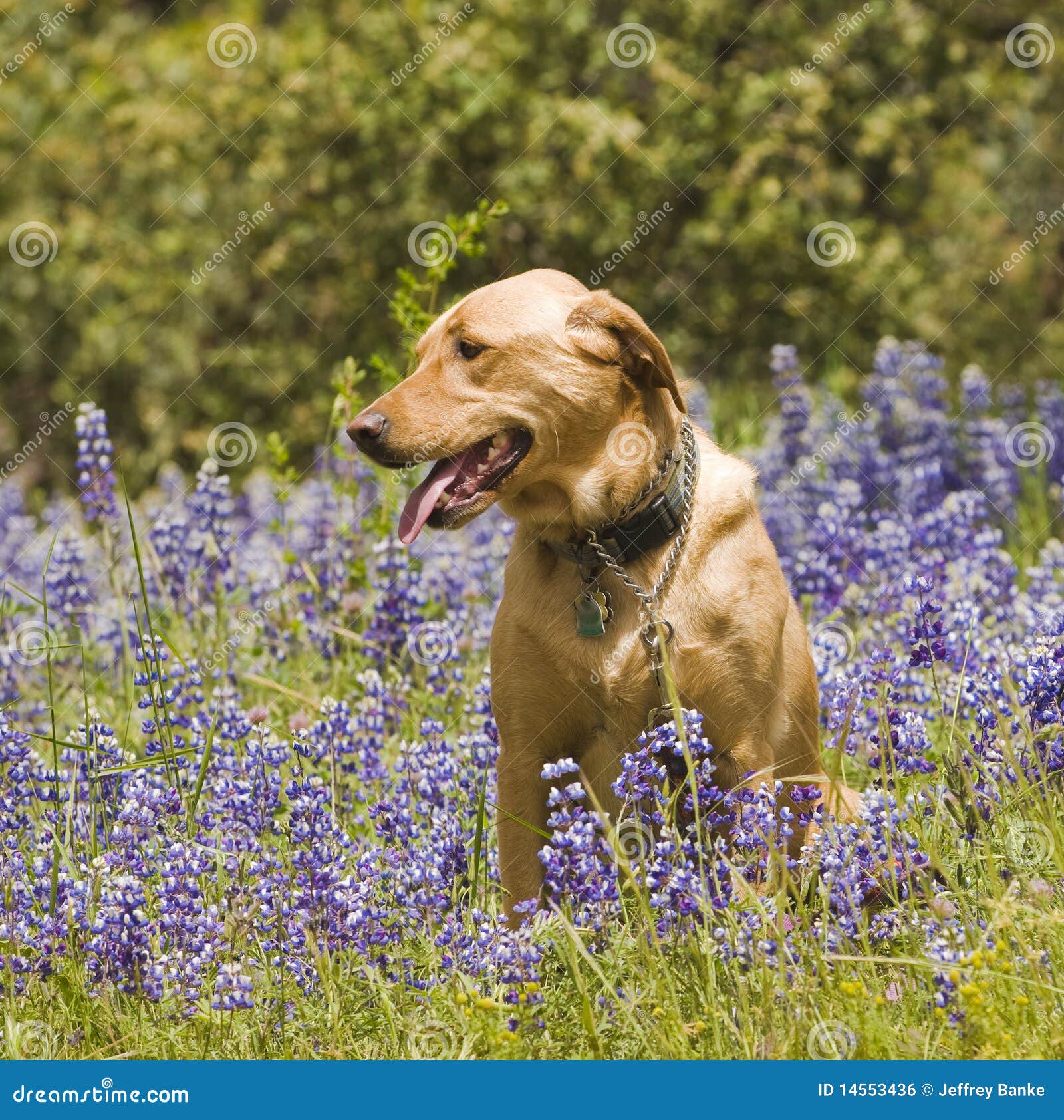 Labrador in the flowers stock photo. Image of wildflower - 14553436
