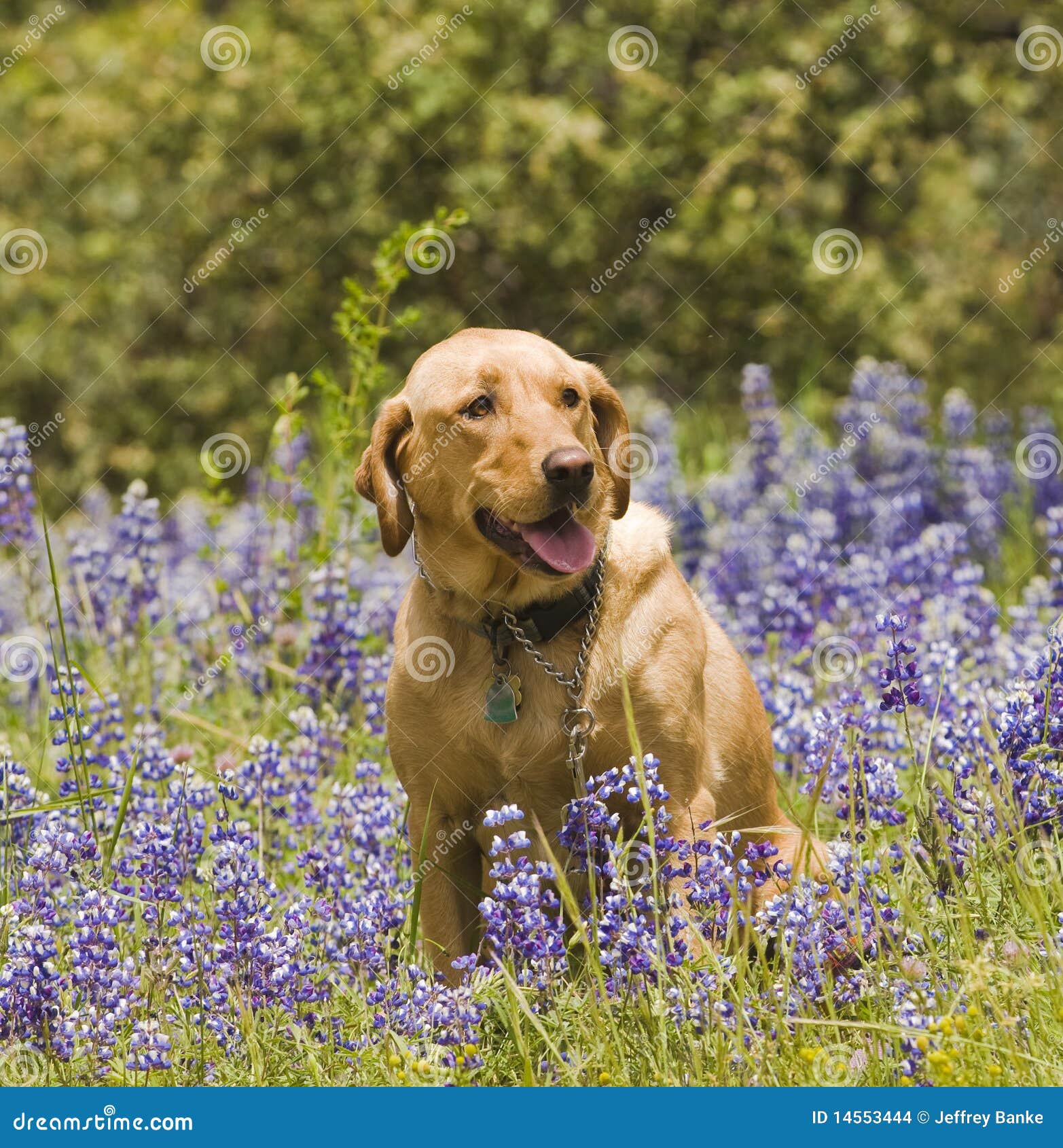 Labrador in the flowers stock photo. Image of waiting - 14553444