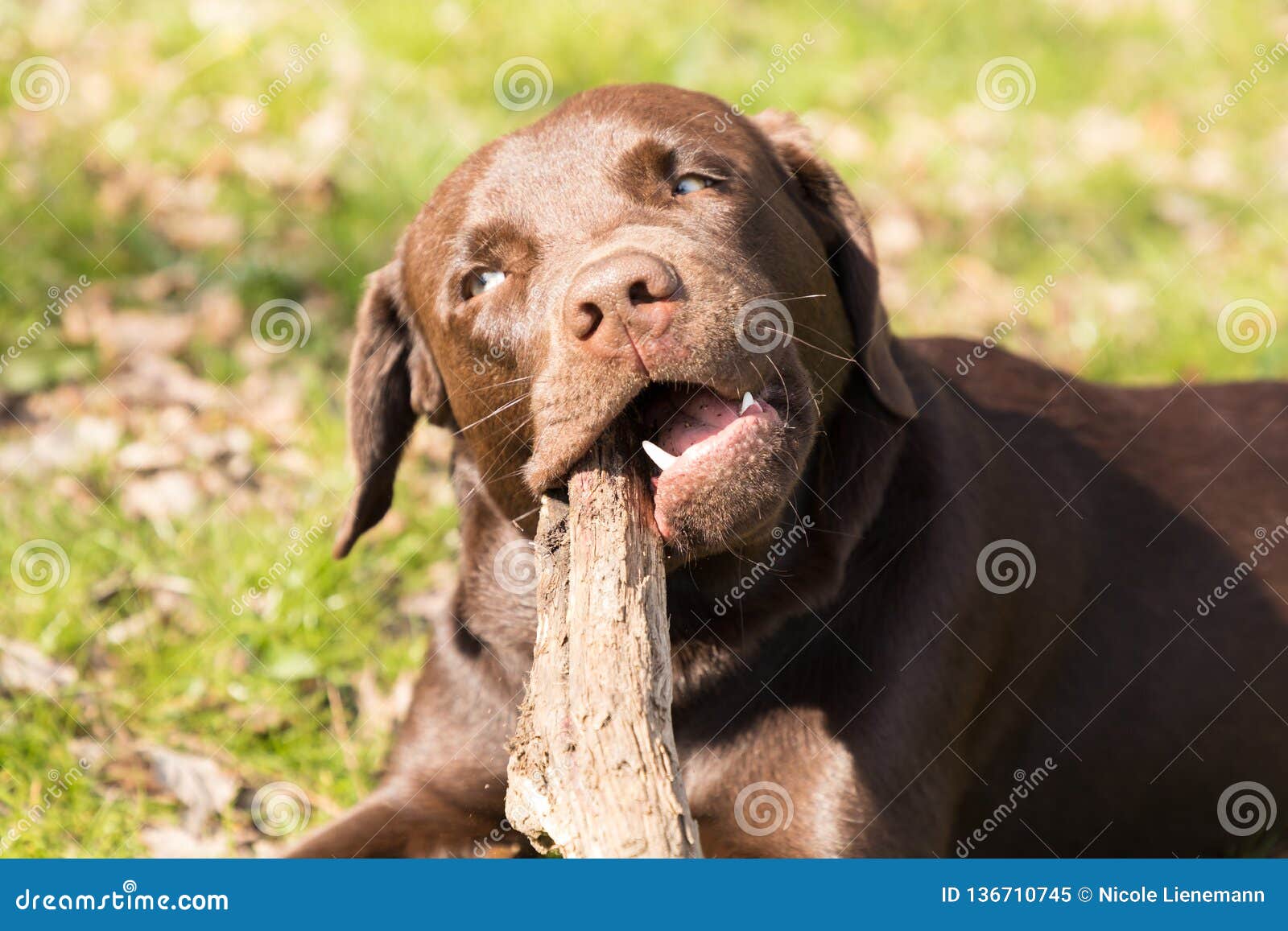 Labrador in a forest stock image. Image of animal, walk - 136710745