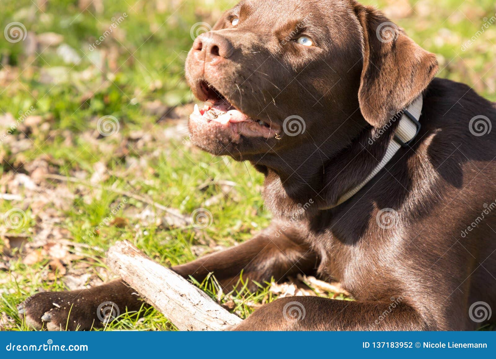 Labrador in a forest stock photo. Image of yellow, labrador - 137183952