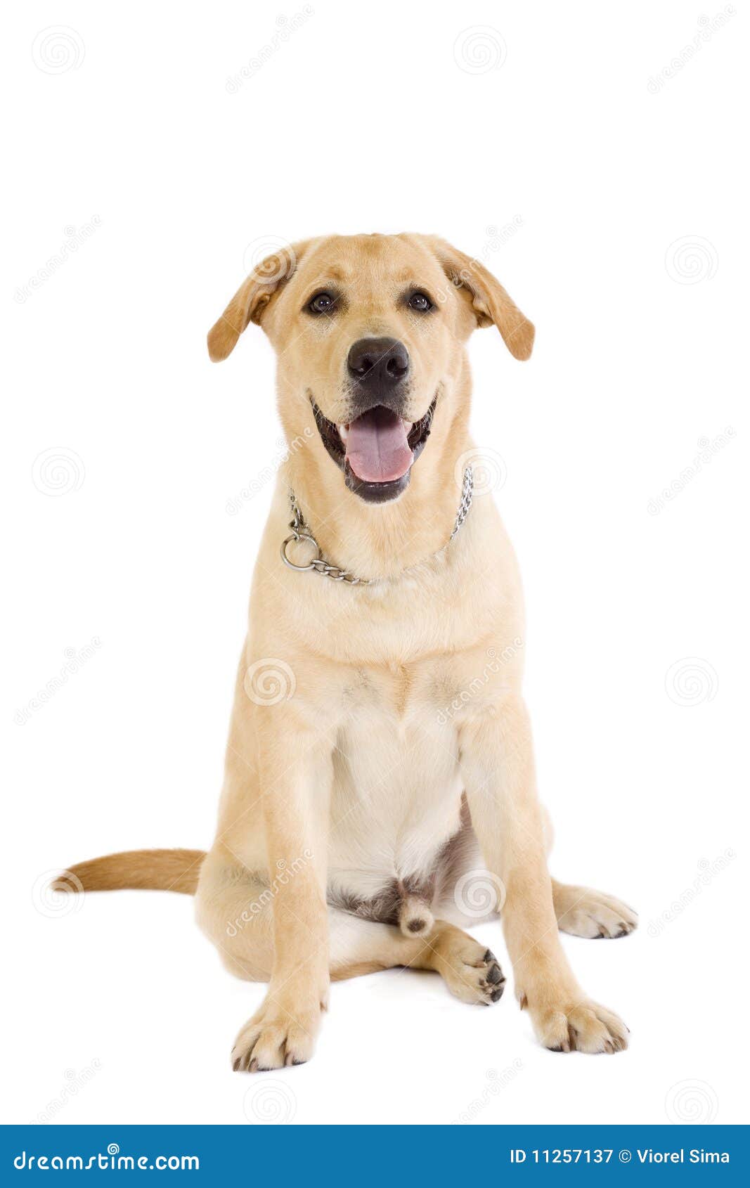 Labrador in Front of a White Background Stock Image - Image of ...