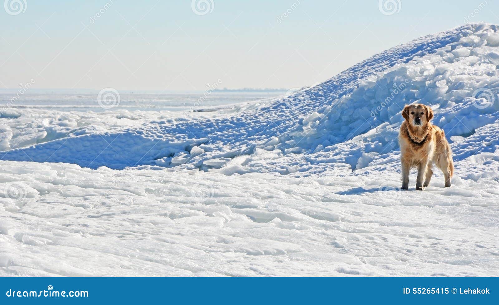 Labrador and frozen sea stock image. Image of frost, background - 55265415