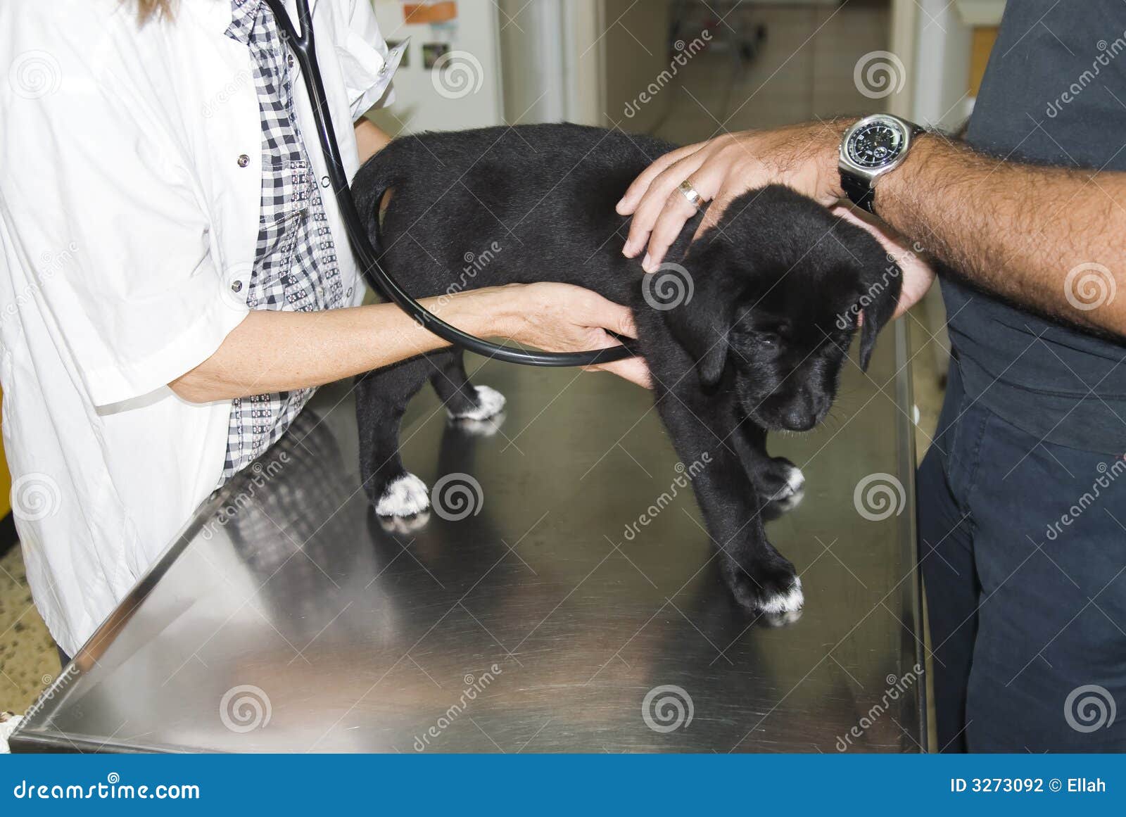 Labrador getting examined stock photo. Image of illness - 3273092