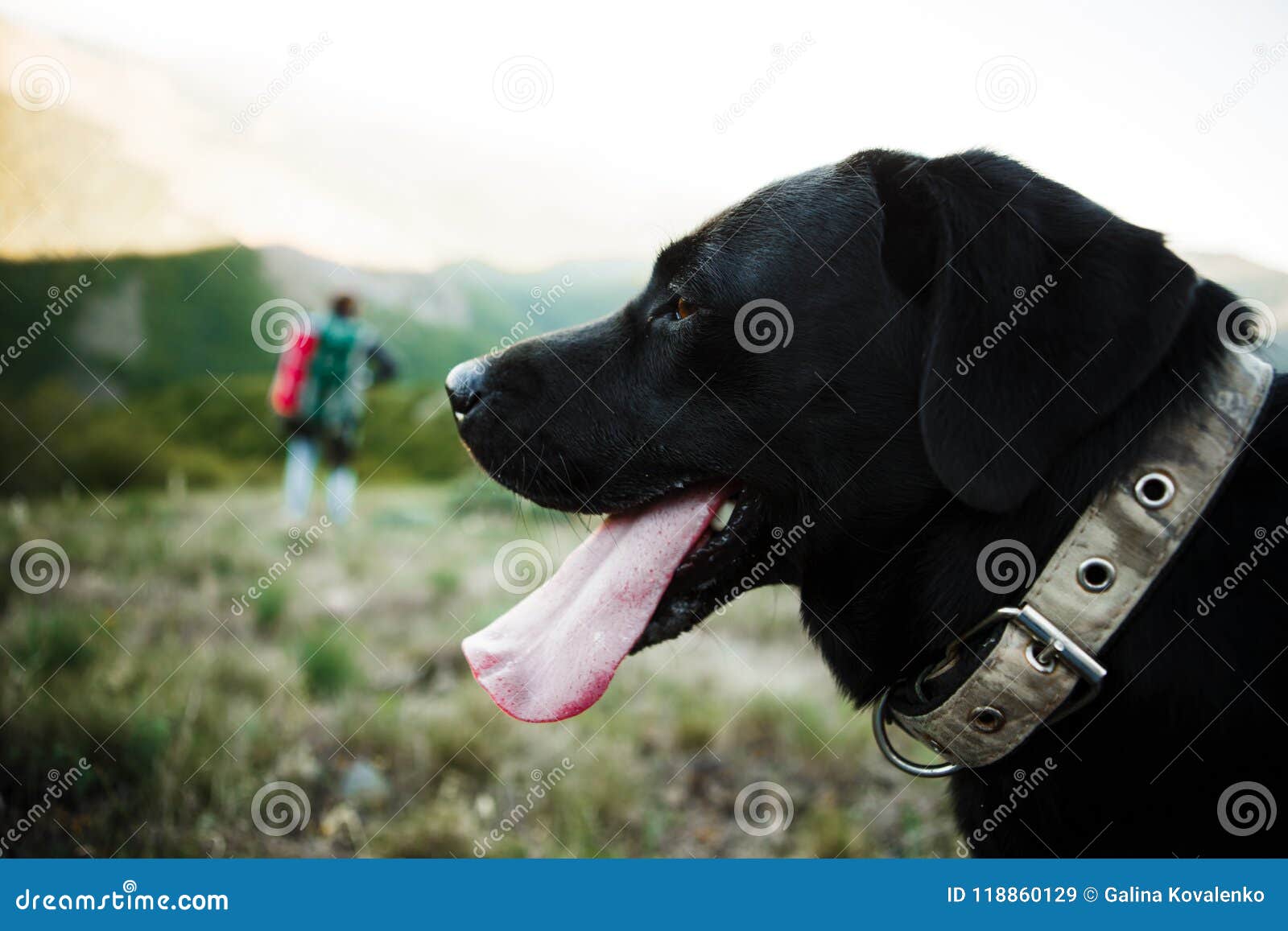 The Labrador Goes on a Campaign. Stock Image - Image of labrador ...