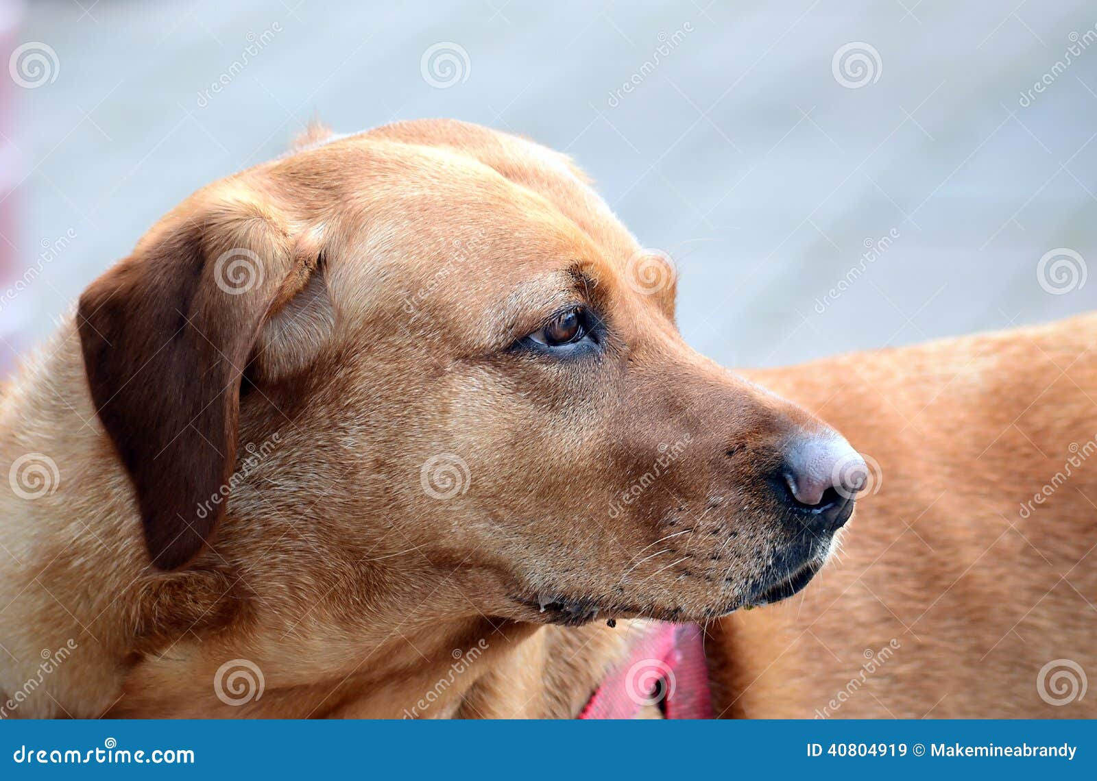 Labrador stock image. Image of labrador, profile, loyal - 40804919